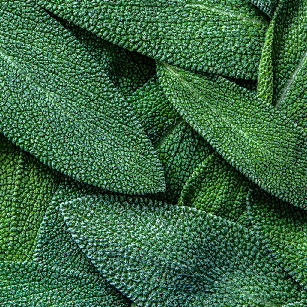 Botanical Extracts – Greenvit